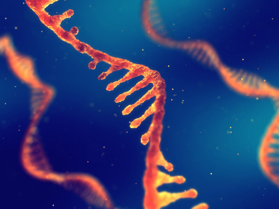 Understanding non-coding DNA: gene “enhancers” - It Ain't Magic