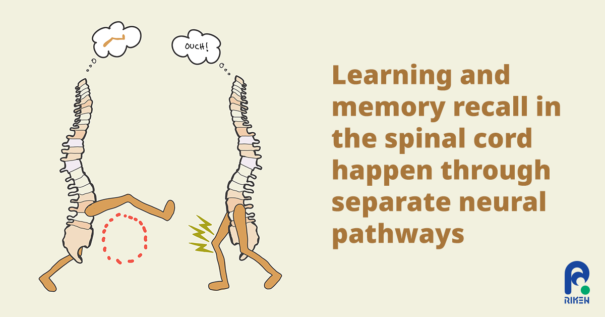 Brainless memory makes the spinal cord smarter than previously thought ...