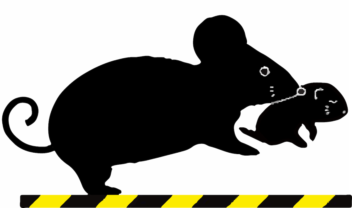 Why (mouse) mothers take risks to protect their infants - It Ain't Magic